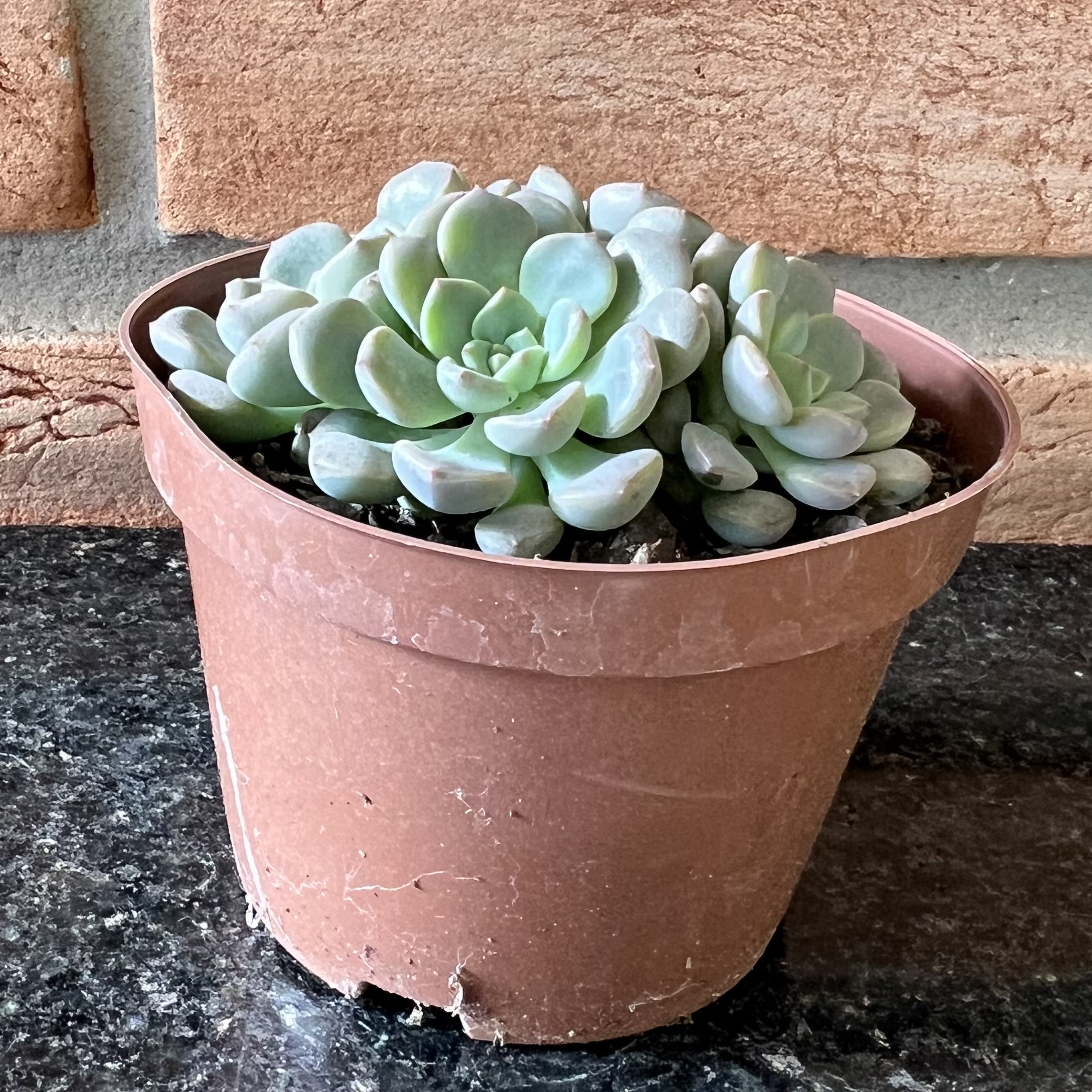 Echeveria Tinkerbell Pote 11 - Suculentas Holambra