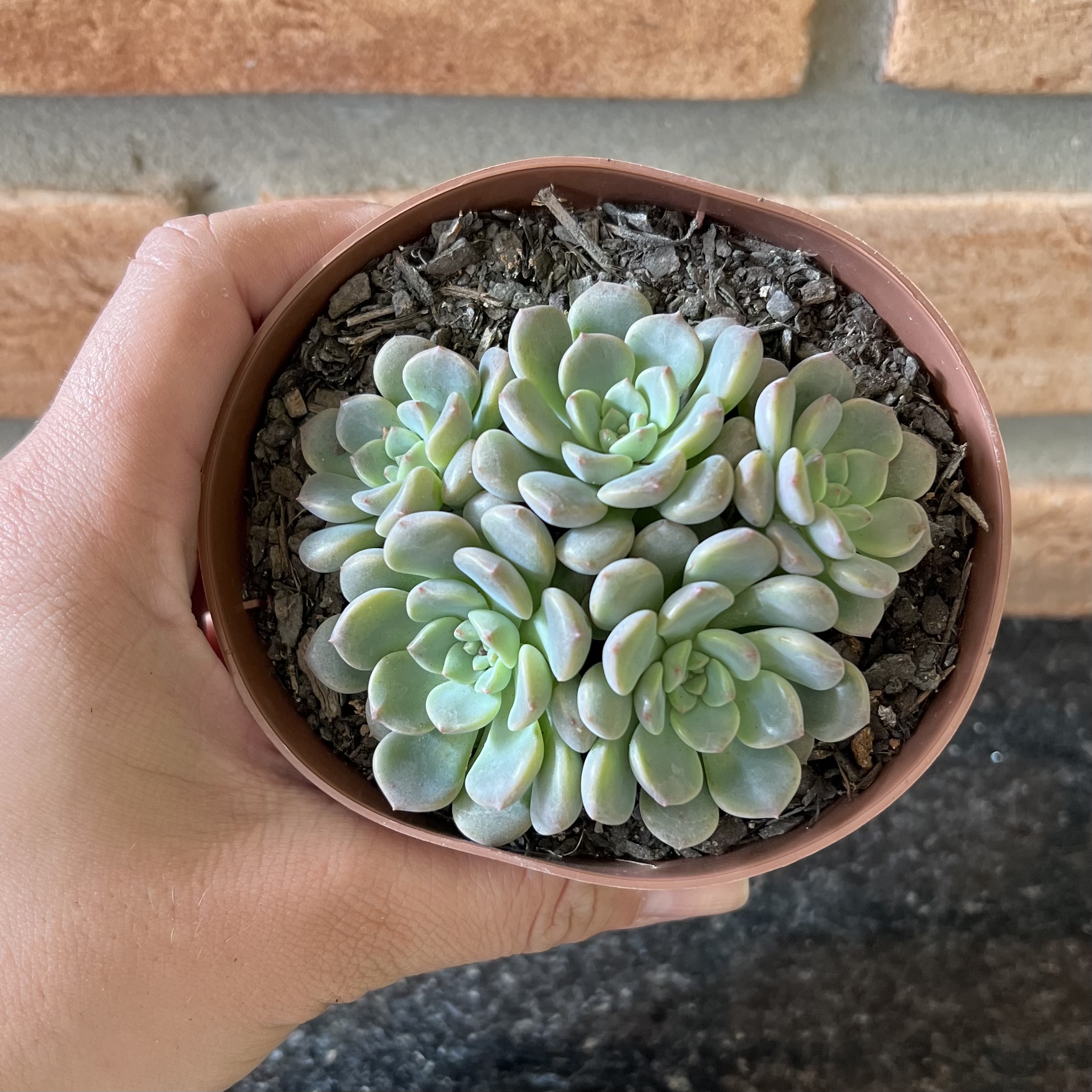 Echeveria Tinkerbell Pote 11 - Suculentas Holambra