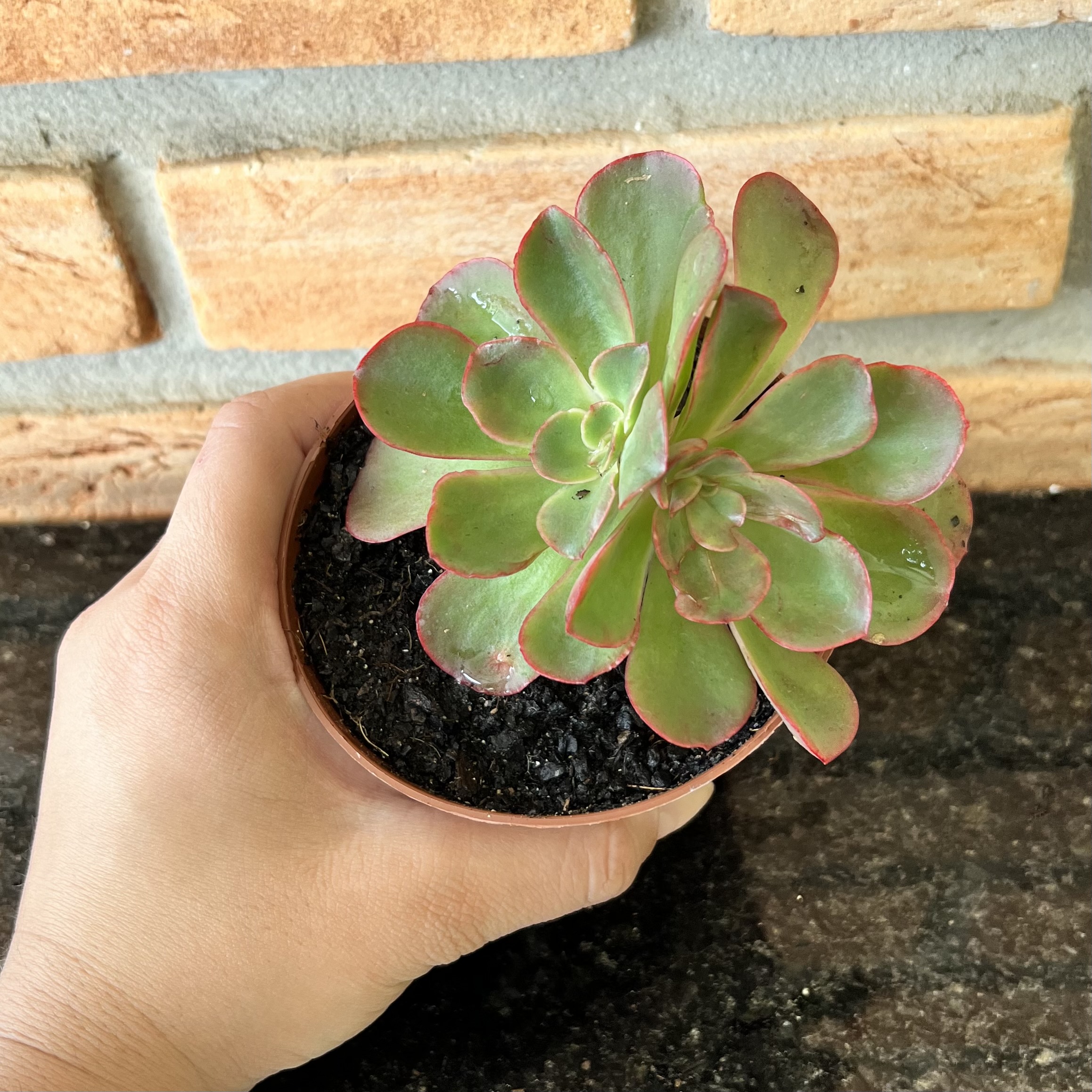 Echeveria Kakurei pote 11 - Suculentas Holambra