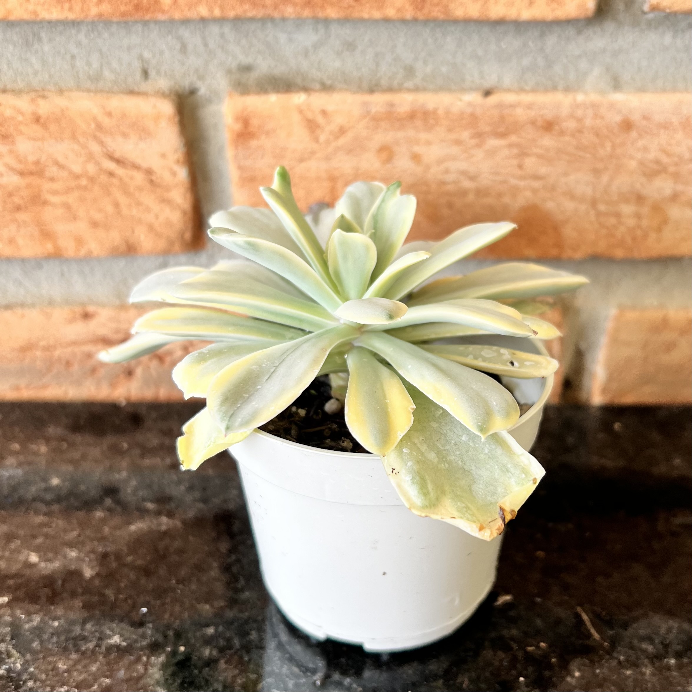 Echeveria Japan Moon River Variegata Pote 11 - Suculentas Holambra