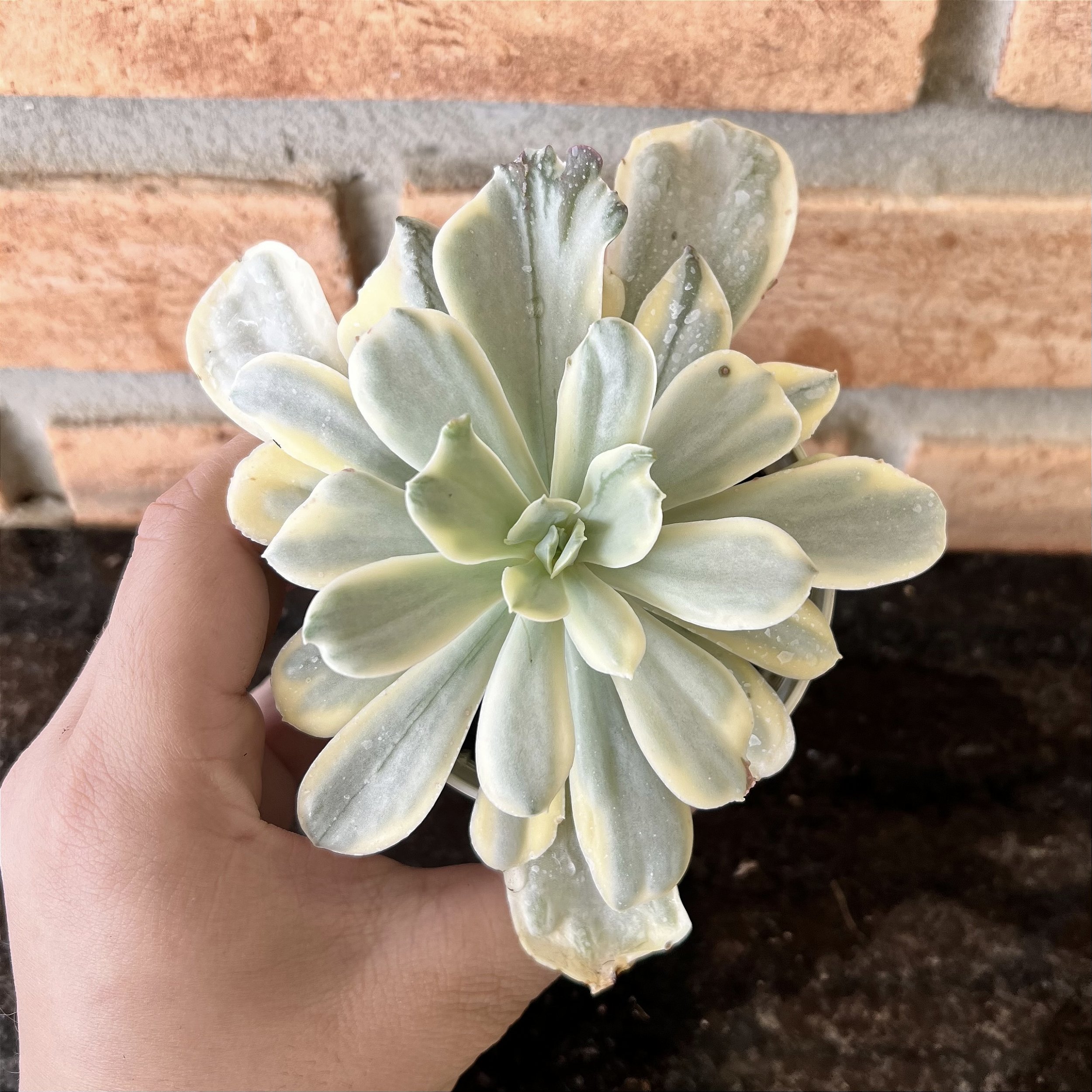 Echeveria Japan Moon River Variegata Pote 11 - Suculentas Holambra