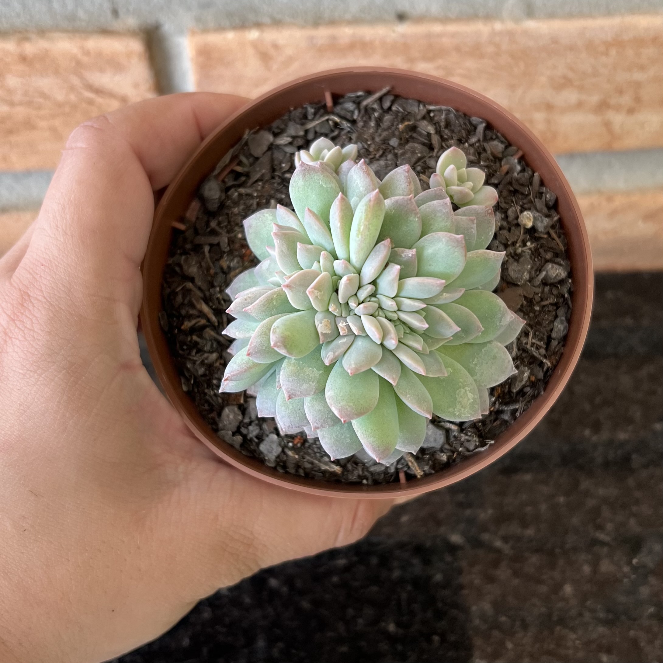 Graptoveria Milky Way Cristata Pote 11 - Suculentas Holambra
