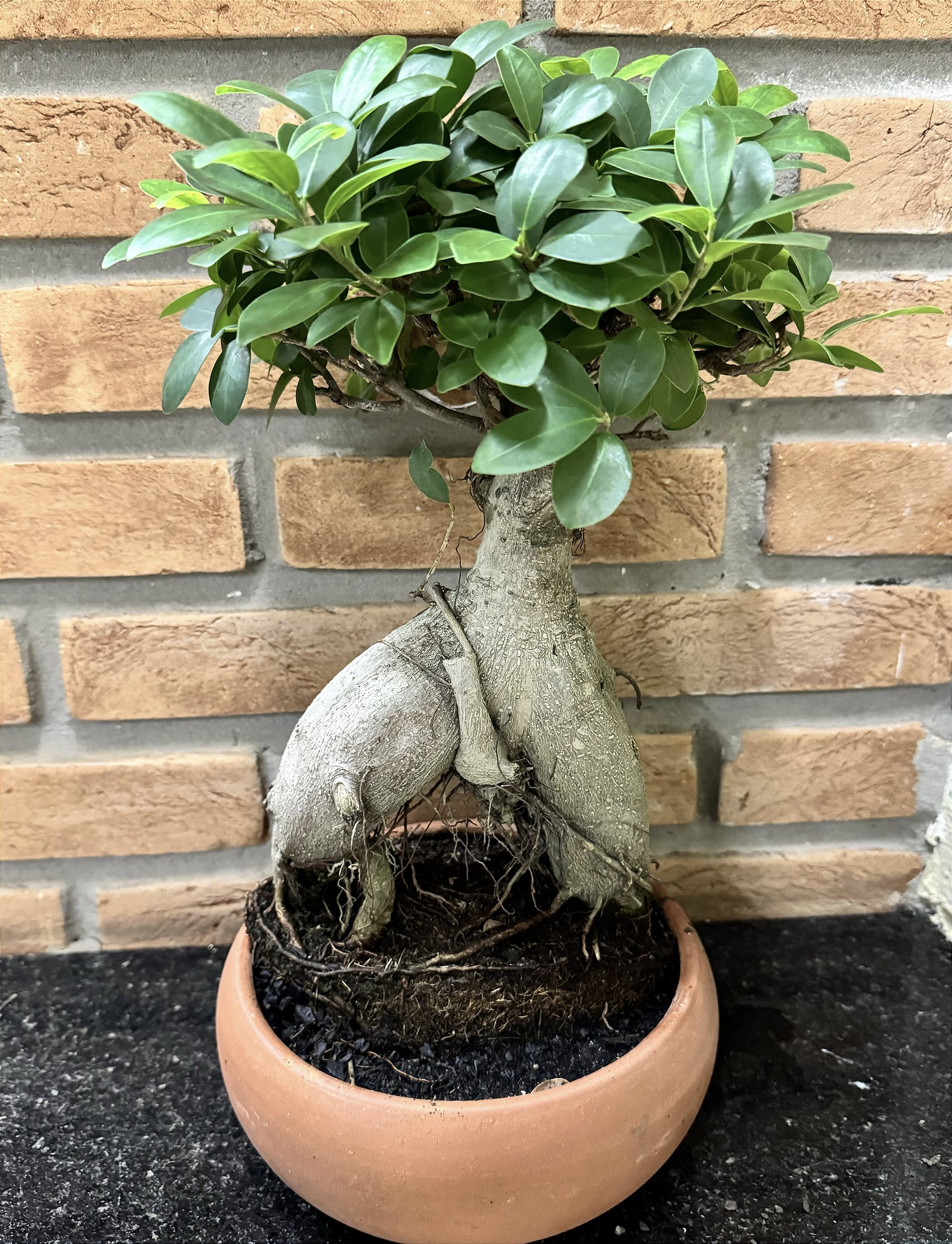 Ficus Microcarpa 'ginseng' Cuia 21 - Suculentas Holambra