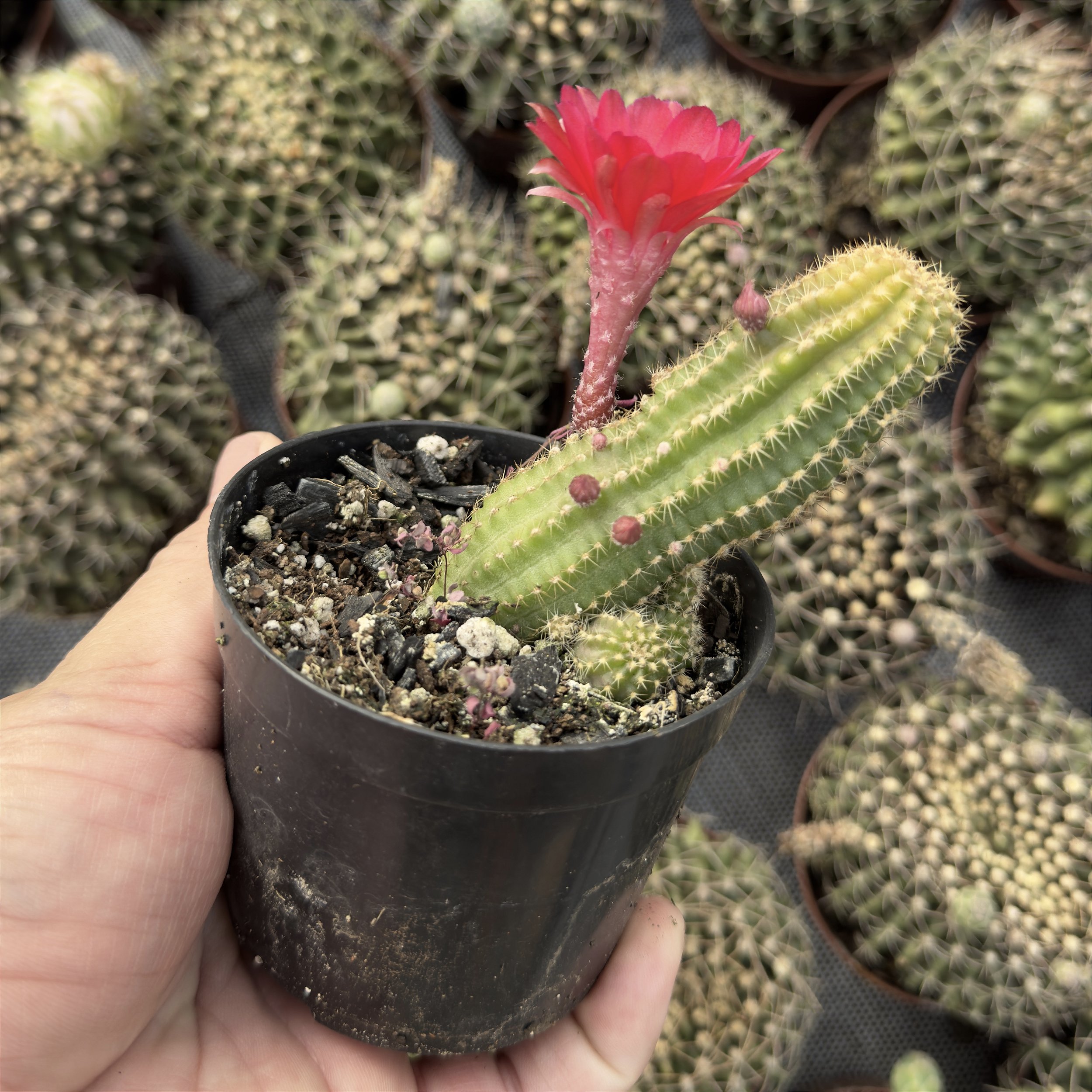 Cacto Lobivia Sylvestris Pote 9 - Suculentas Holambra