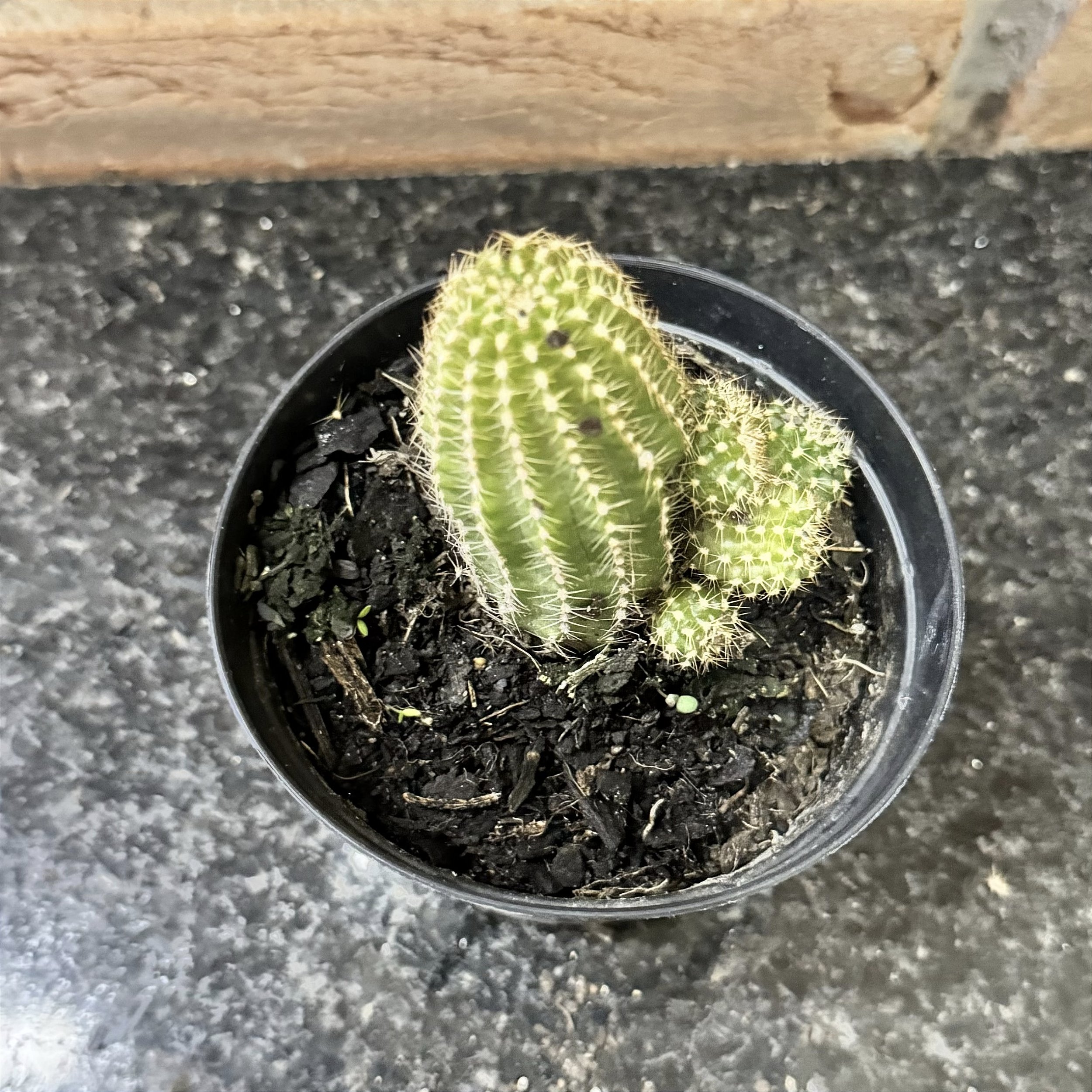 Cacto Lobivia Sylvestris Pote 9 - Suculentas Holambra