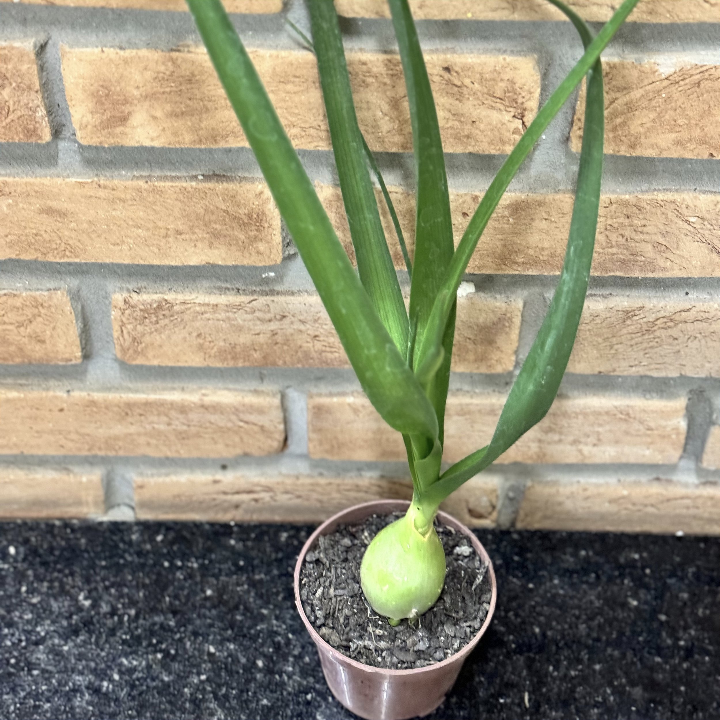 Cebola Grávida (albuca Bracteata) Pote 11 - Suculentas Holambra