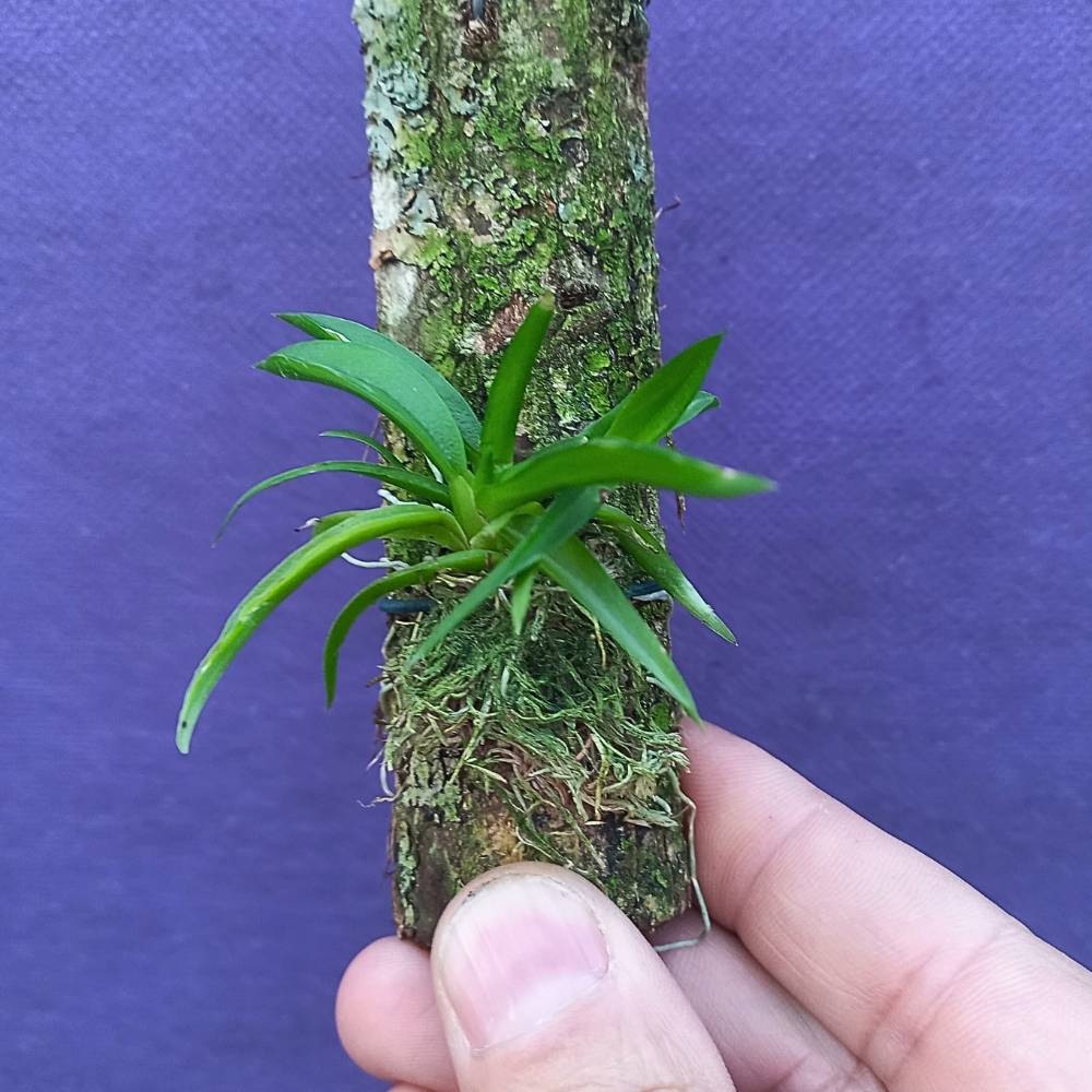 Orquídea Rodriguezia venusta - Orquidário 4 Estações - Orquídeas e ...