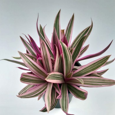 Abacaxi Roxo - Tradescantia spathacea - Orquidário 4 Estações ...