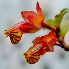 Columéia Tigroso - Orquidário 4 Estações - Orquídeas e Flores Ornamentais