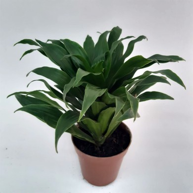 Dracena Compacta - Dracaena deremensis Compacta - Orquidário 4 Estações ...