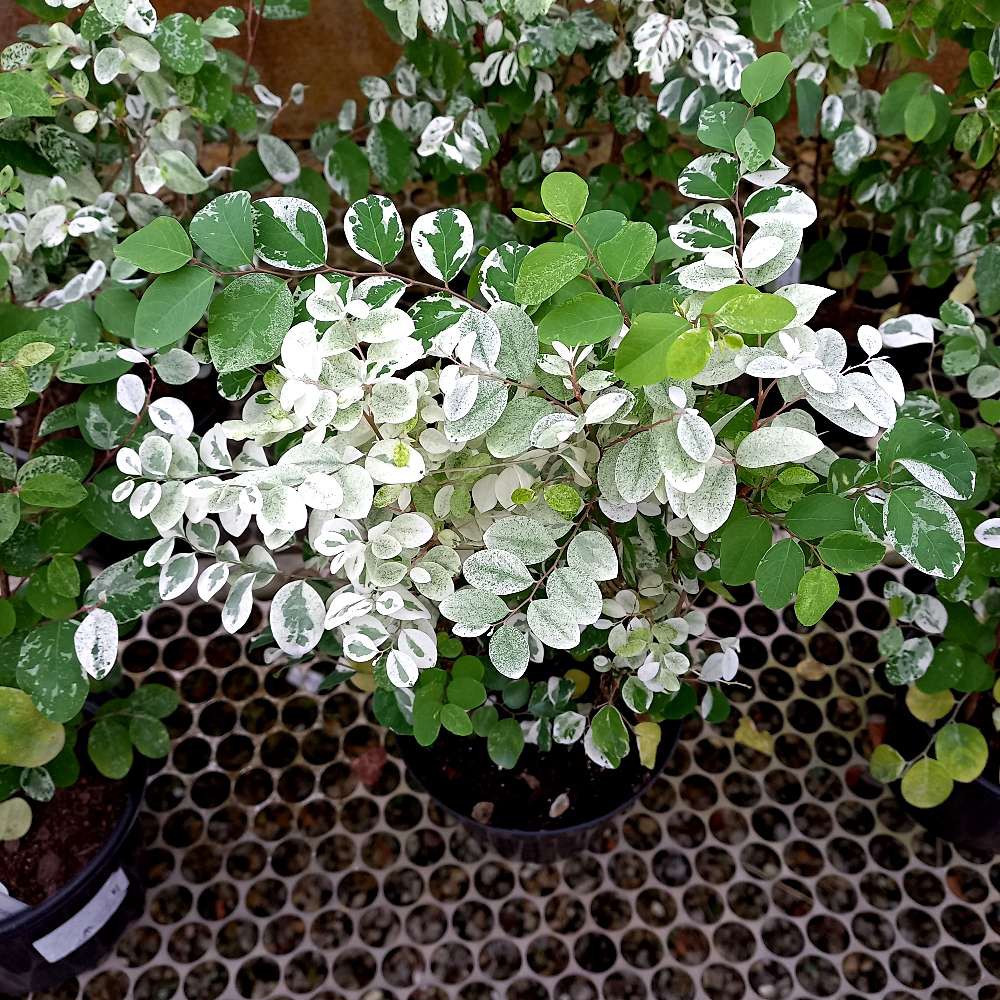 Mil Cores - Breynia disticha - Orquidário 4 Estações - Orquídeas e ...
