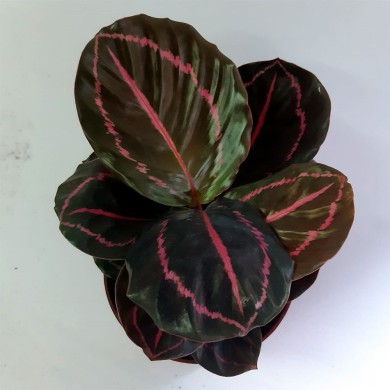 Maranta Rubi - Calathea sp - Orquidário 4 Estações - Orquídeas e Flores ...
