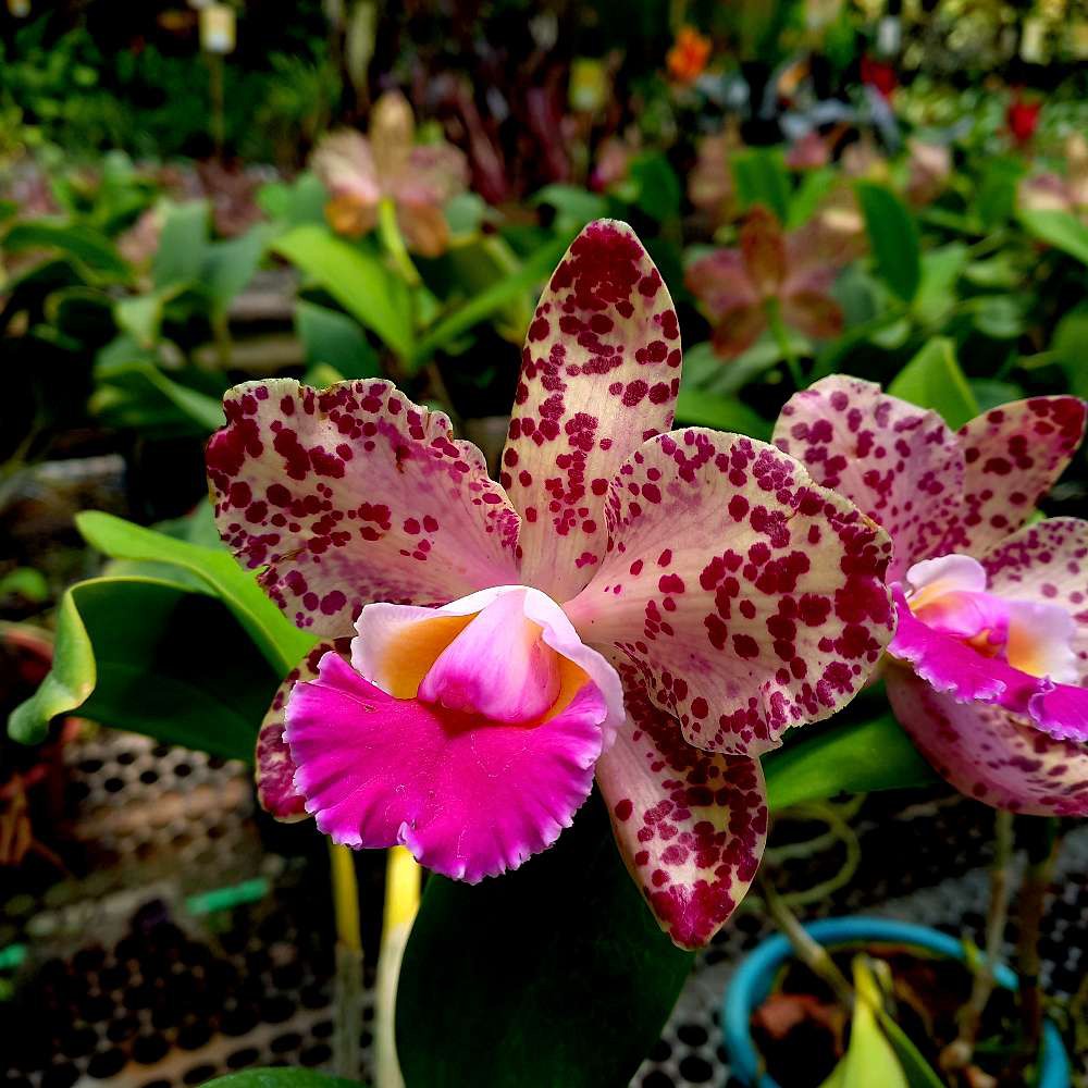 Orquídea Cattleya Durigan - Orquidário 4 Estações - Orquídeas e Flores ...