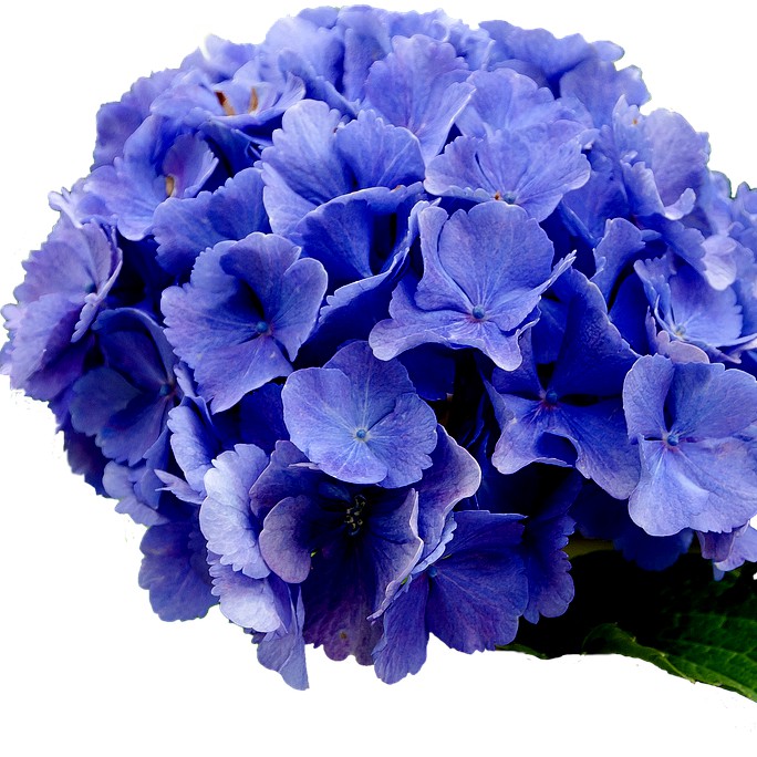 Hortência Azul - Orquidário 4 Estações - Orquídeas e Flores Ornamentais