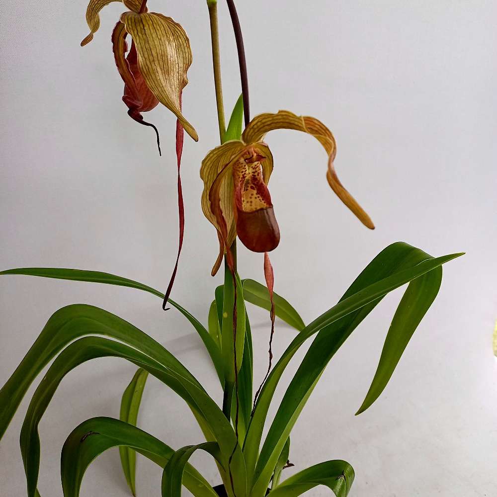 Phragmipedium Grande - Orquidário 4 Estações - Orquídeas e Flores ...