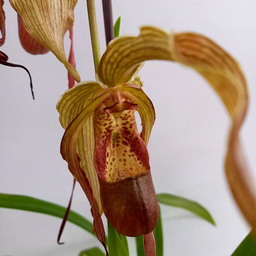 Phragmipedium Grande - Orquidário 4 Estações - Orquídeas e Flores ...