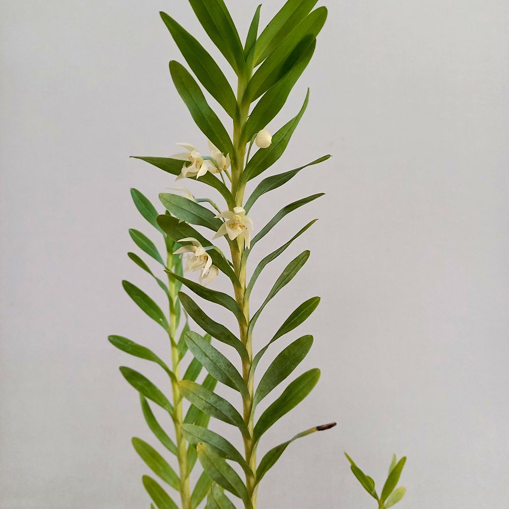 Orquídea Dichaea glauca - Orquidário 4 Estações - Orquídeas e Flores ...