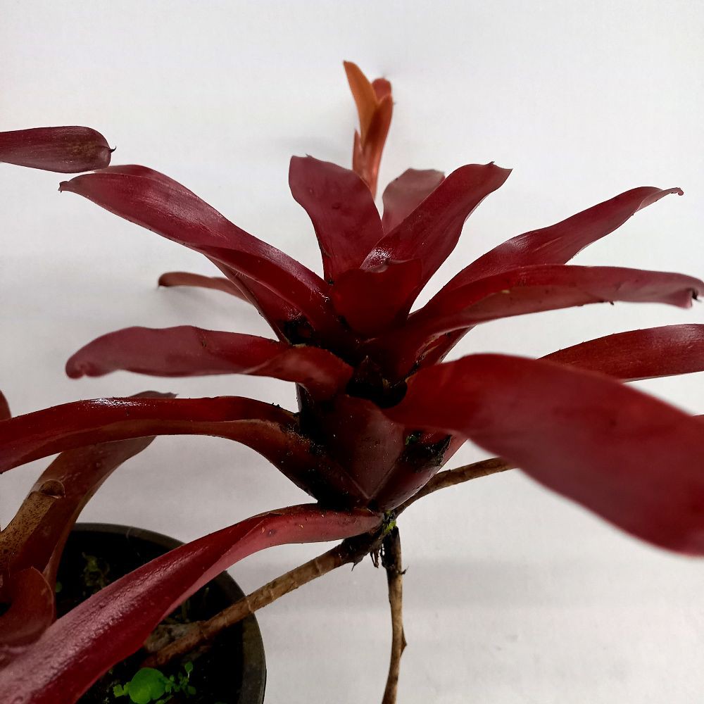 Bromélia Neoregelia Fireball "Rubra" - Orquidário 4 Estações ...
