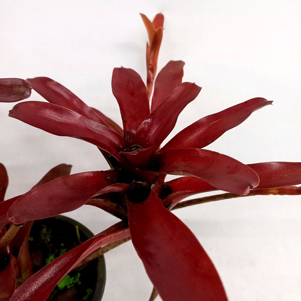 Bromélia Neoregelia Fireball "Rubra" - Orquidário 4 Estações ...