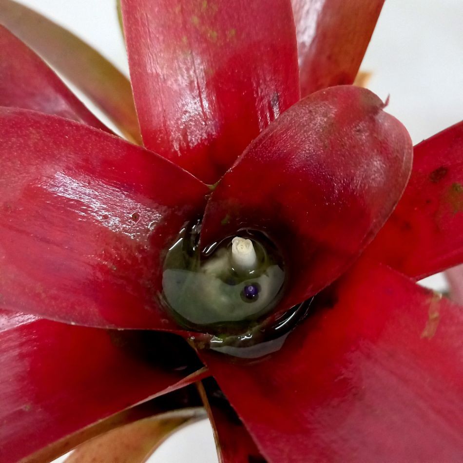 Bromélia Neoregelia Fireball "Rubra" - Orquidário 4 Estações ...