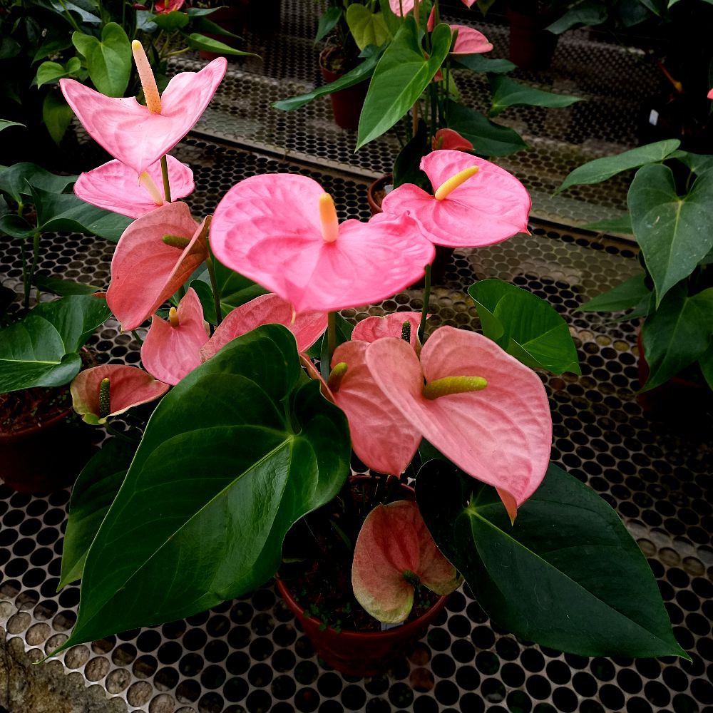 Antúrio Rosa - Orquidário 4 Estações - Orquídeas e Flores Ornamentais
