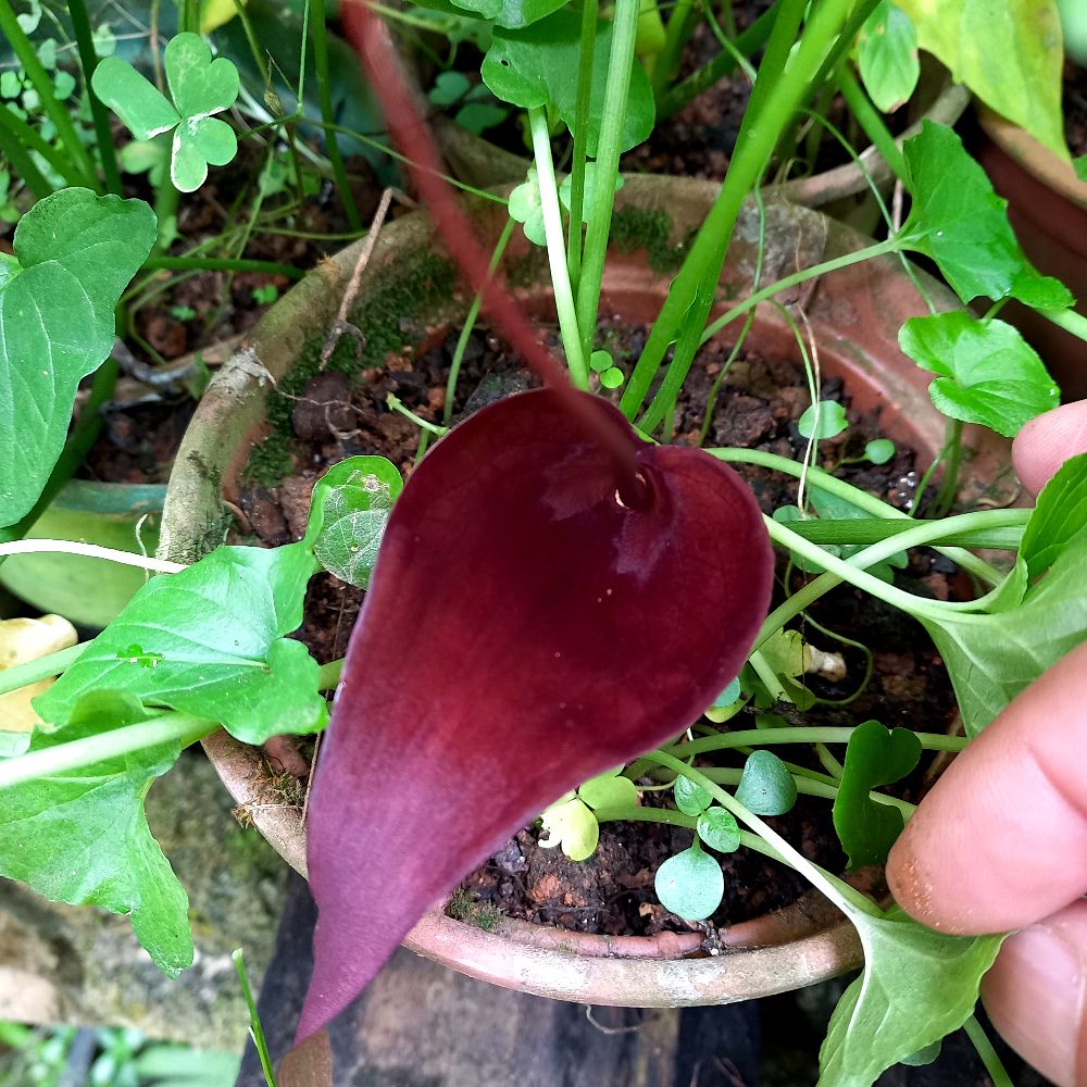 Planta Antúrio carniça (Typhonium roxburghii) - Orquidário 4 Estações ...