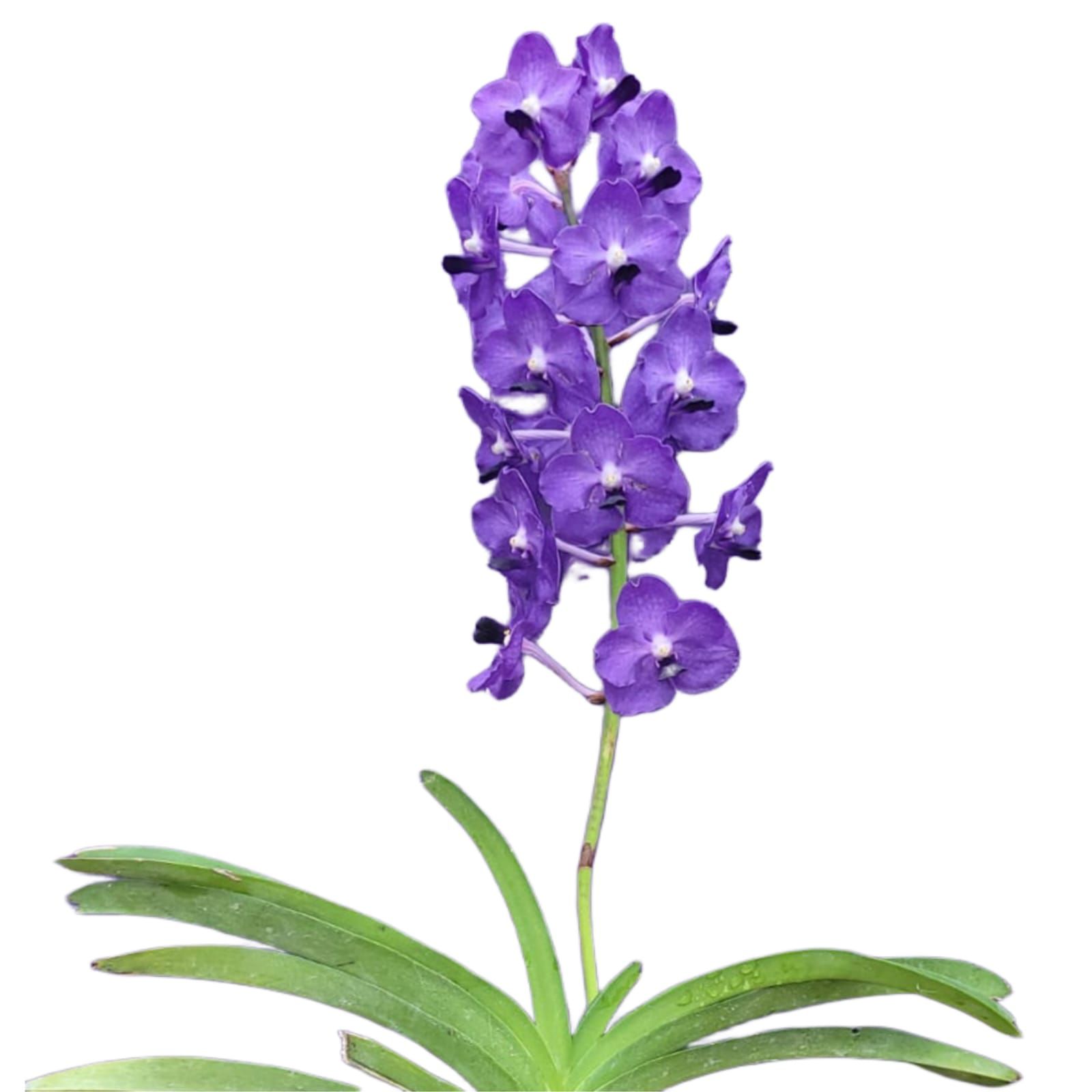 Vanda Ploenpit Blue - Orquidário 4 Estações - Orquídeas e Flores ...