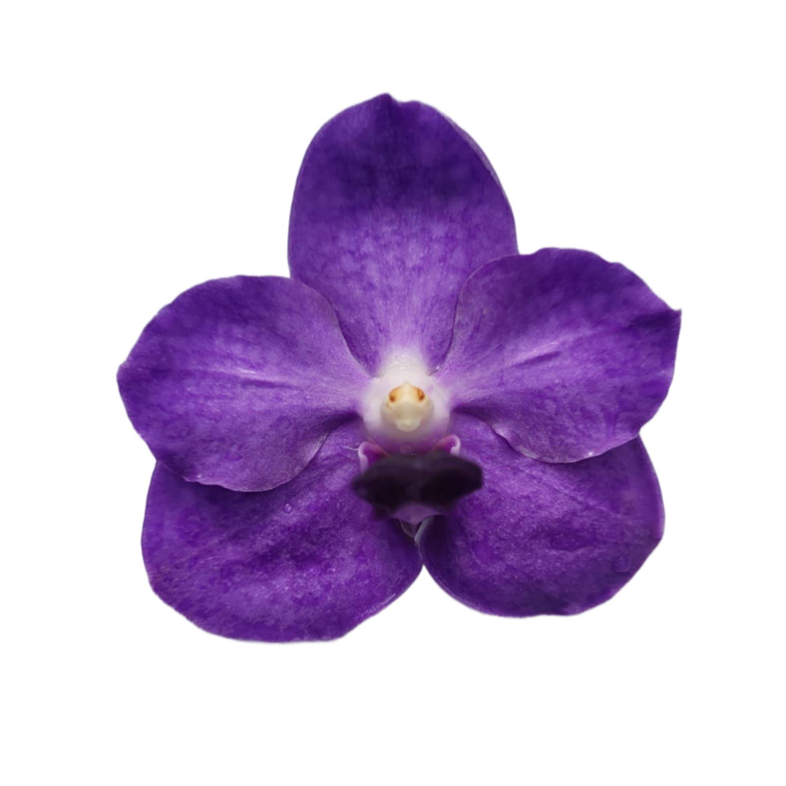 Vanda Ploenpit Blue - Orquidário 4 Estações - Orquídeas e Flores ...