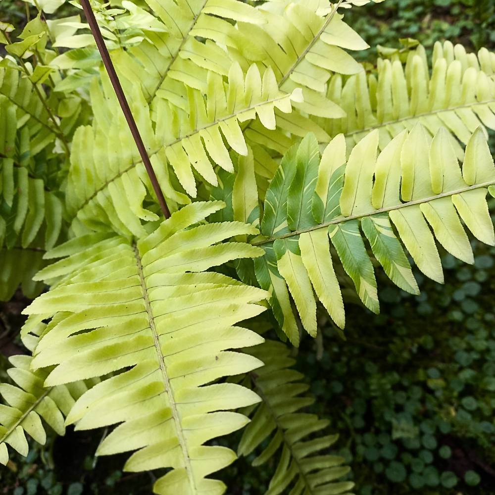 Samambaia Tiger Fern - Orquidário 4 Estações - Orquídeas e Flores ...