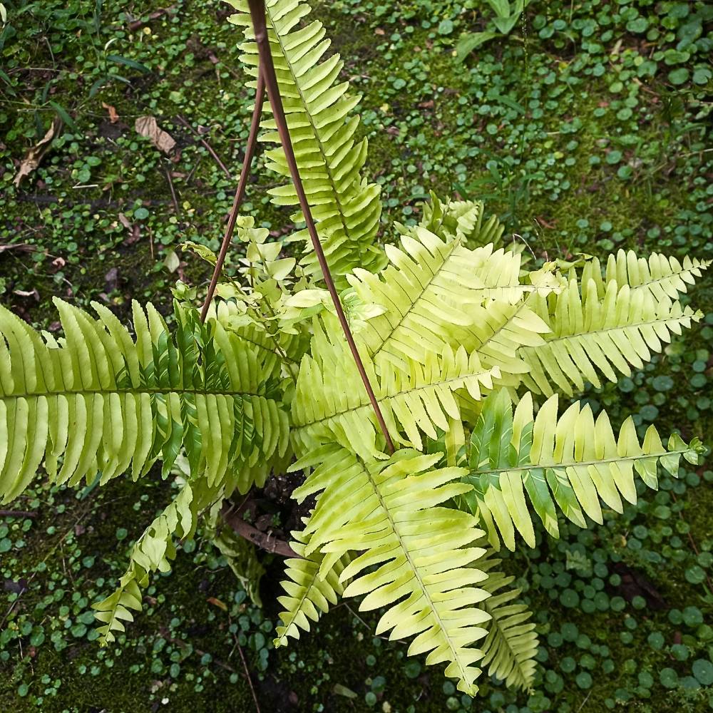 Samambaia Tiger Fern - Orquidário 4 Estações - Orquídeas e Flores ...