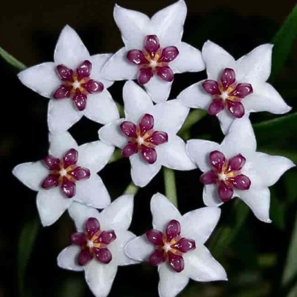 Suculenta Hoya bella variegata - Orquidário 4 Estações - Orquídeas e ...