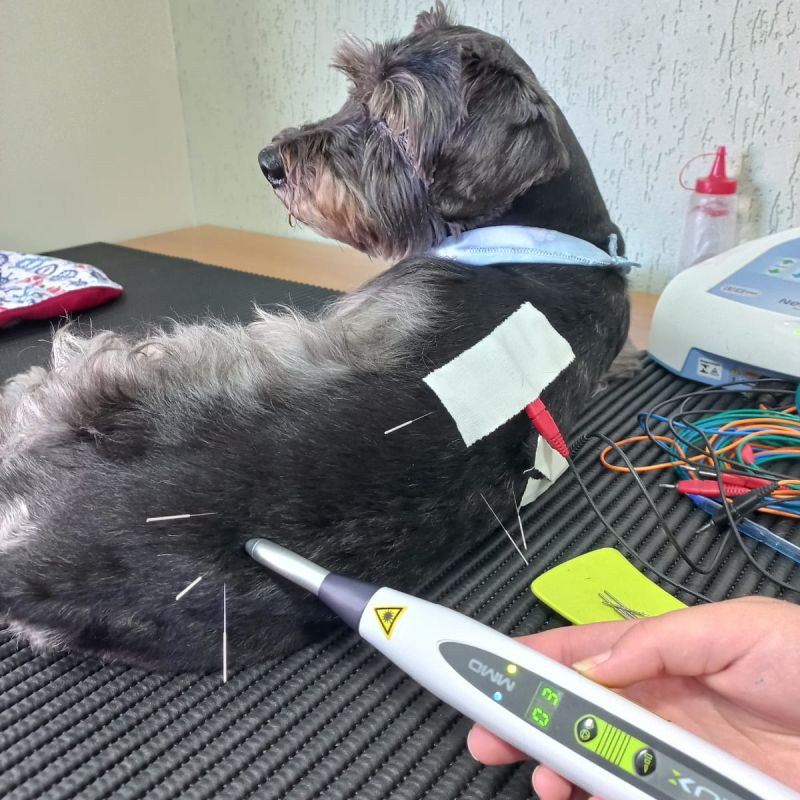 Laser terapêutico Velux Veterinária - DENTAL STILO