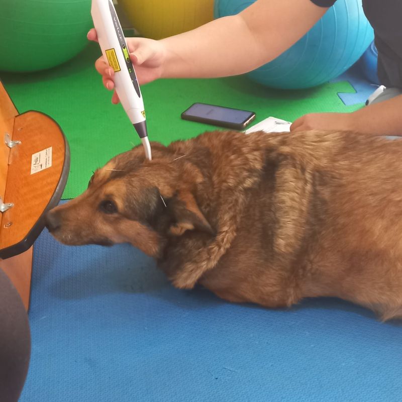 Laser terapêutico Velux Veterinária - DENTAL STILO