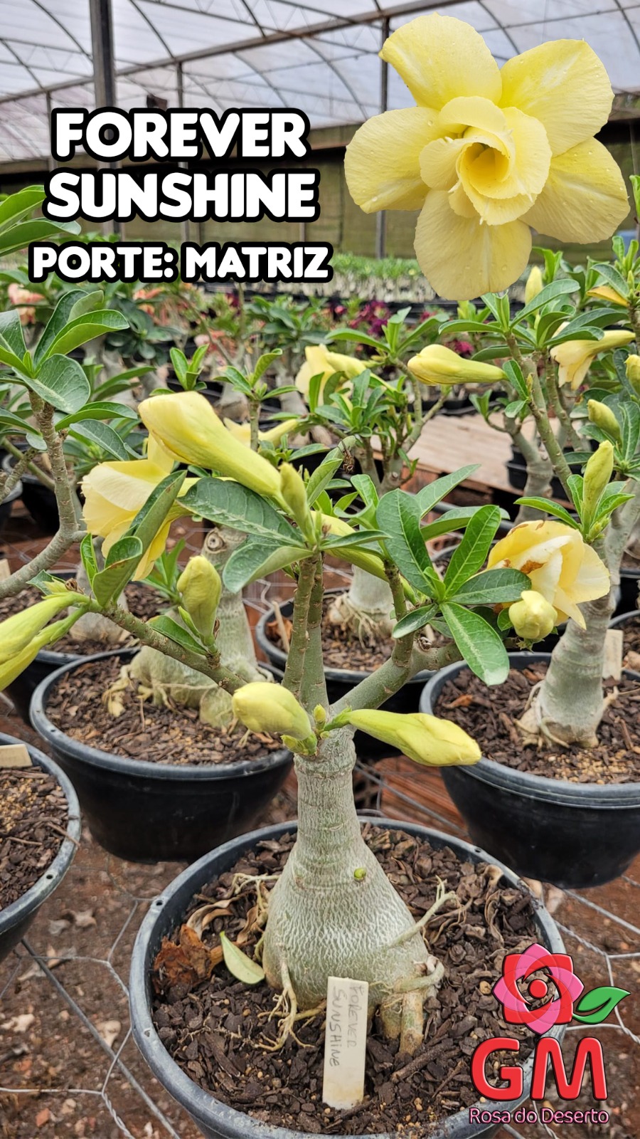 Rosa Do Deserto MATRIZ FOREVER SUNSHINE - GM Rosa do Deserto - As Cores ... Rosa Do Deserto MATRIZ FOREVER SUNSHINE - GM Rosa do Deserto - As Cores ...