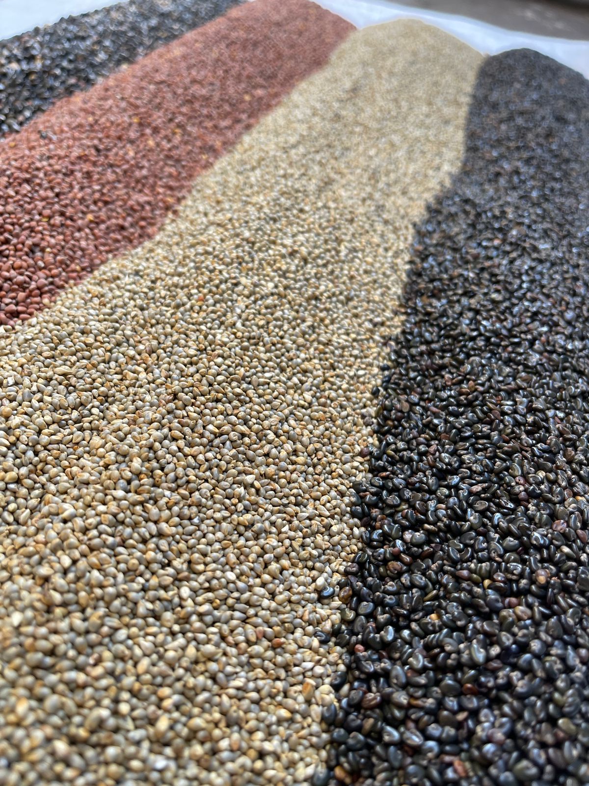 SEMENTES DE MIX DE MIX DE ADUBAÇÃO VERDE - Lojão do Produtor