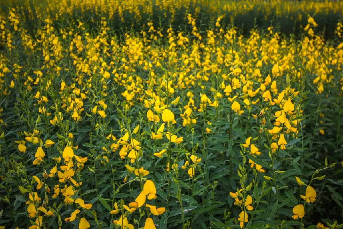 Sementes de Crotalaria Spectabilis - Lojão do Produtor