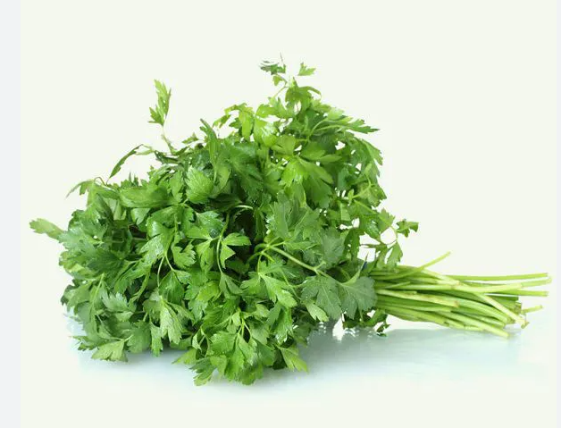 Sementes de Salsa Lisa Stella - 500gr - Isla Pro - Lojão do Produtor