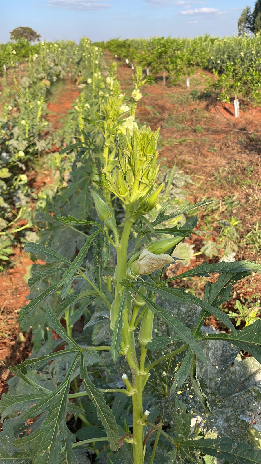 Sementes De Quiabo Híbrido Esmeralda F1 Topseed Premium - 10mx - Lojão ...