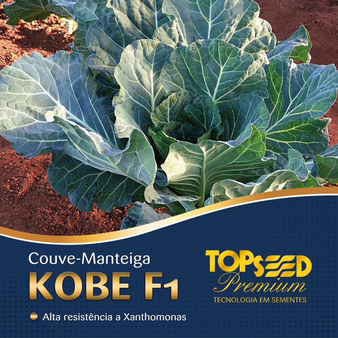 Semente de Couve Híbrida Manteiga Kobe F1 - 1000sementes - Lojão do ...
