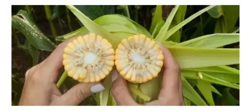 Semente de Milho Hibrido BM 207 2KG - Lojão do Produtor