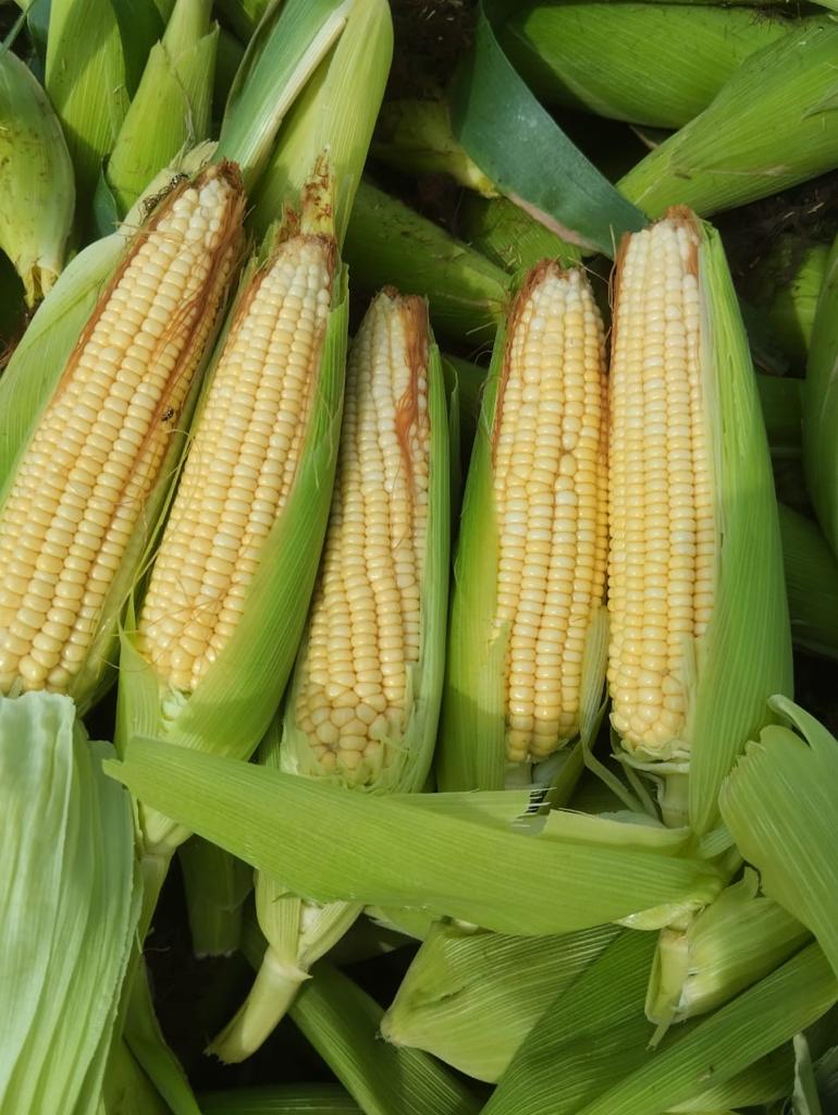 Semente milho 3066 BTMAX - Resistente Milho Verde e Silagem - 1.000 ...