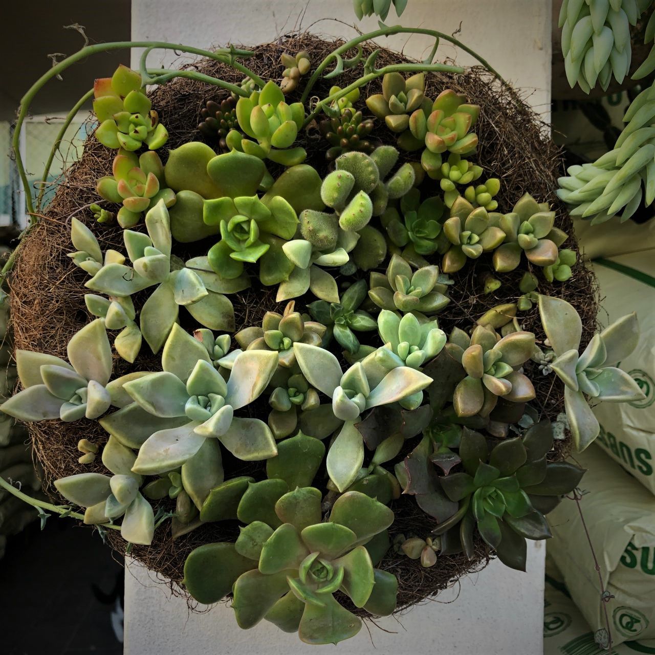 Manta Calandrada de Fibra de Coco 0,50 x 1m x 4mm - Coquim - Verde ...