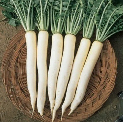 Sementes de Nabo/Rábano Japonês Minowase 800mg - Isla Original - Verde ...