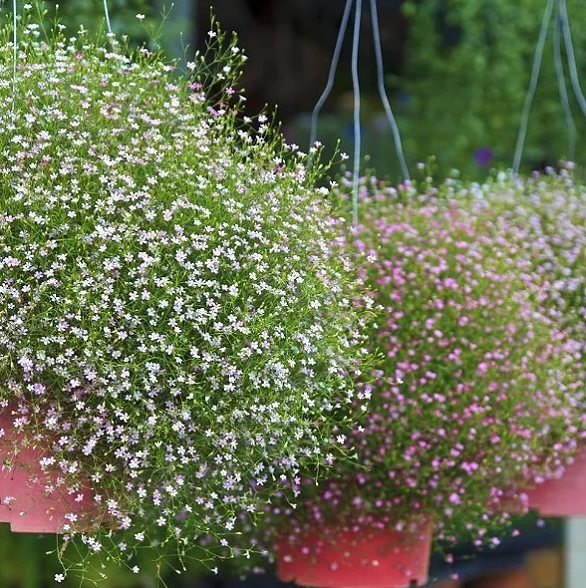 Sementes de Gypsophila Mosquitinho Sortido 300mg - Isla Multi - Verde ...