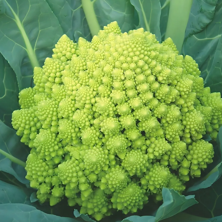 Sementes de Couve-Brócolis Romanesco 800mg - Isla Multi - Verde Mania ...