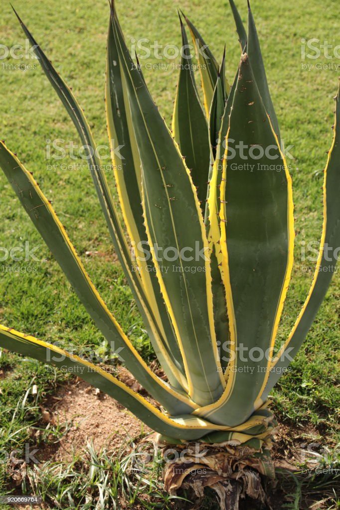 AGAVE AMERICANO ESPECOR - ESPECOR PLACE