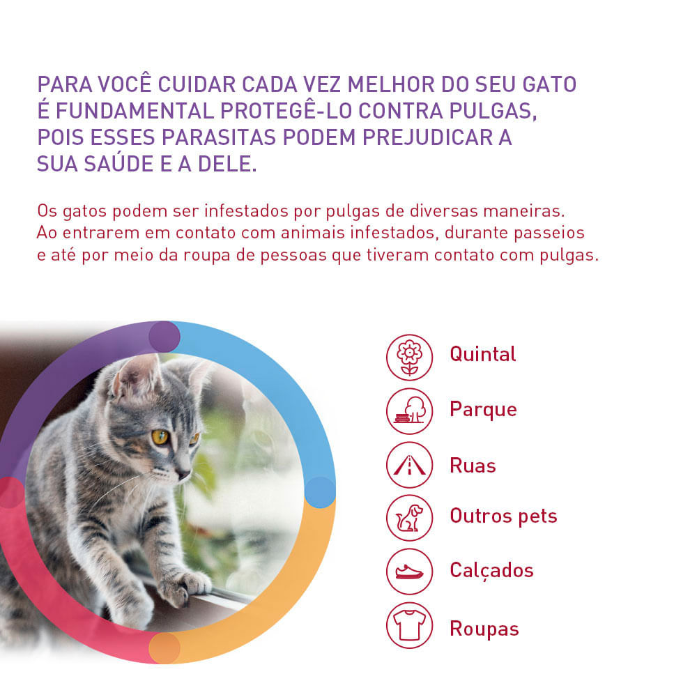 Bravecto Transdermal 500mg Gatos Maiores de 6,25kg à 12,5kg - Empire Pet
