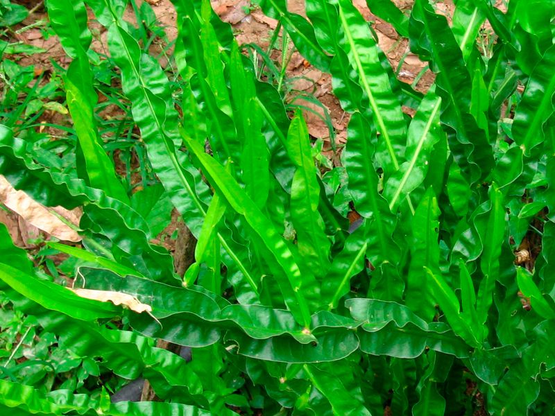 Carqueja Chá Orgânica Certificada 10 Sachês Kampo De Ervas - Delhi ...