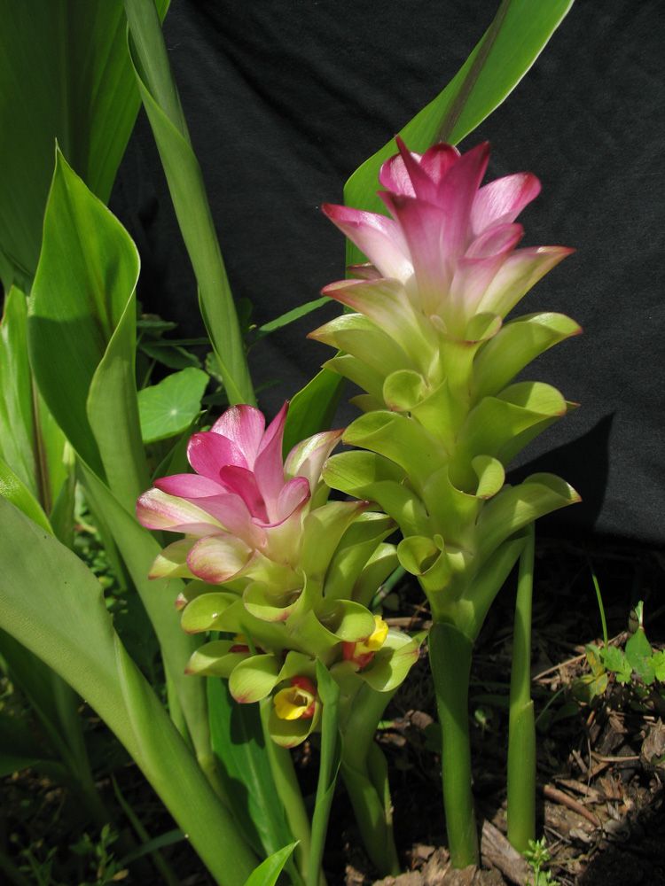 Cúrcuma Zedoária Gajitsu Orgânica Pó 50g Kampo de Ervas - Delhi ...