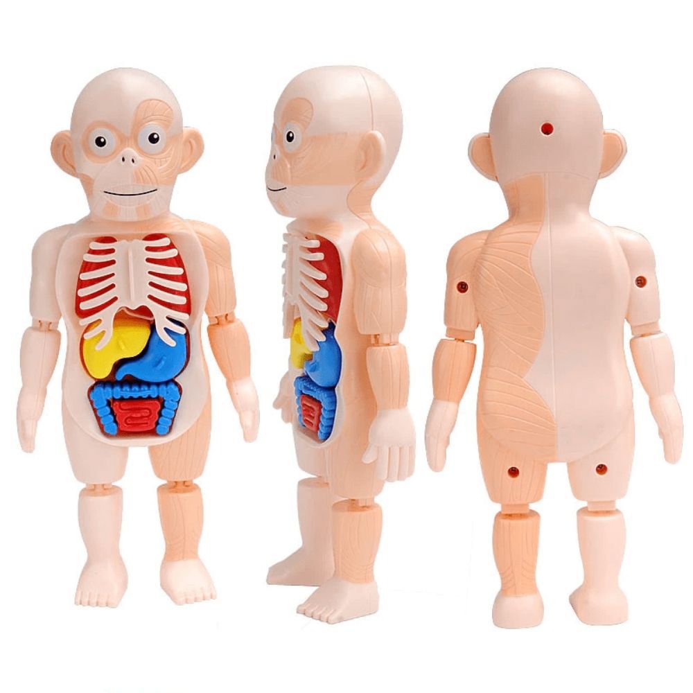 Brinquedo Kit Medico Boneco Corpo Humano 24cm Toyng 42580 - Nikity Toys ...